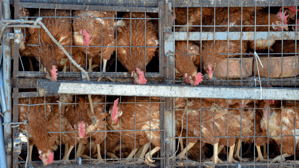 The History of Animal Rights - Animal Cause Marketing